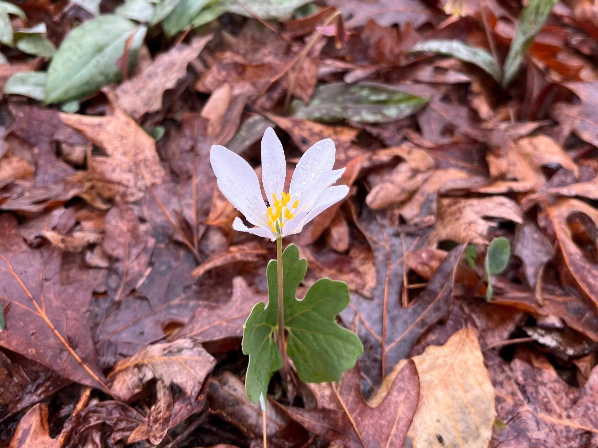 Plant Magic: Trillium and Bloodroot — Piedmont Wildlife Center