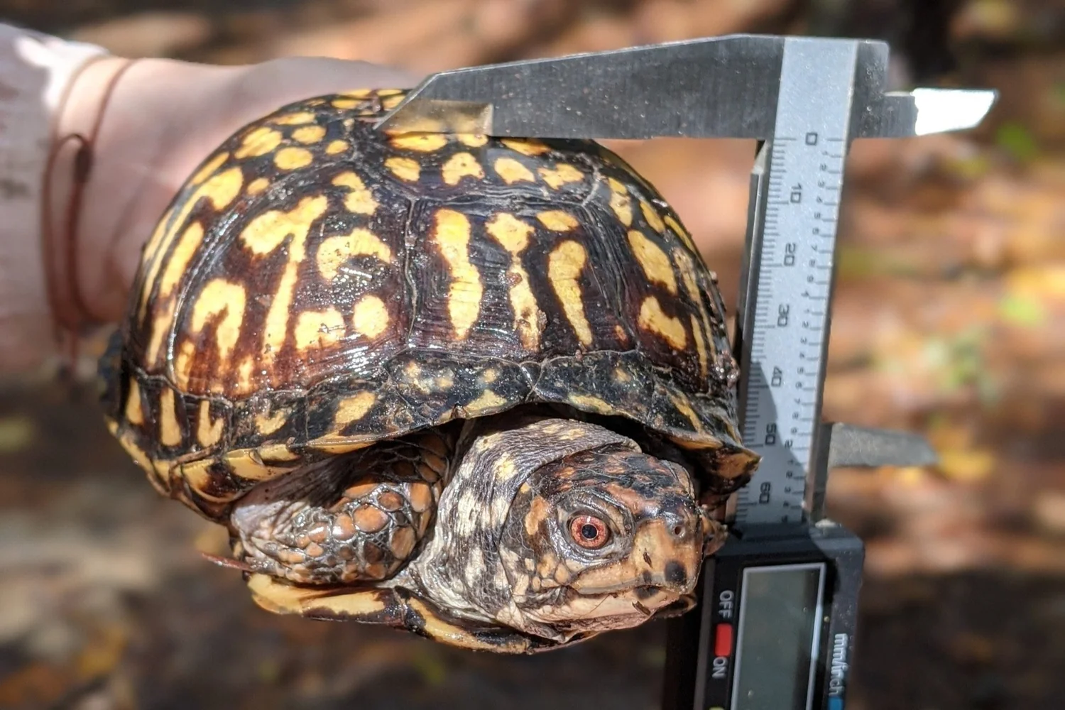 Triangle Turtle Trekkers — Piedmont Wildlife Center