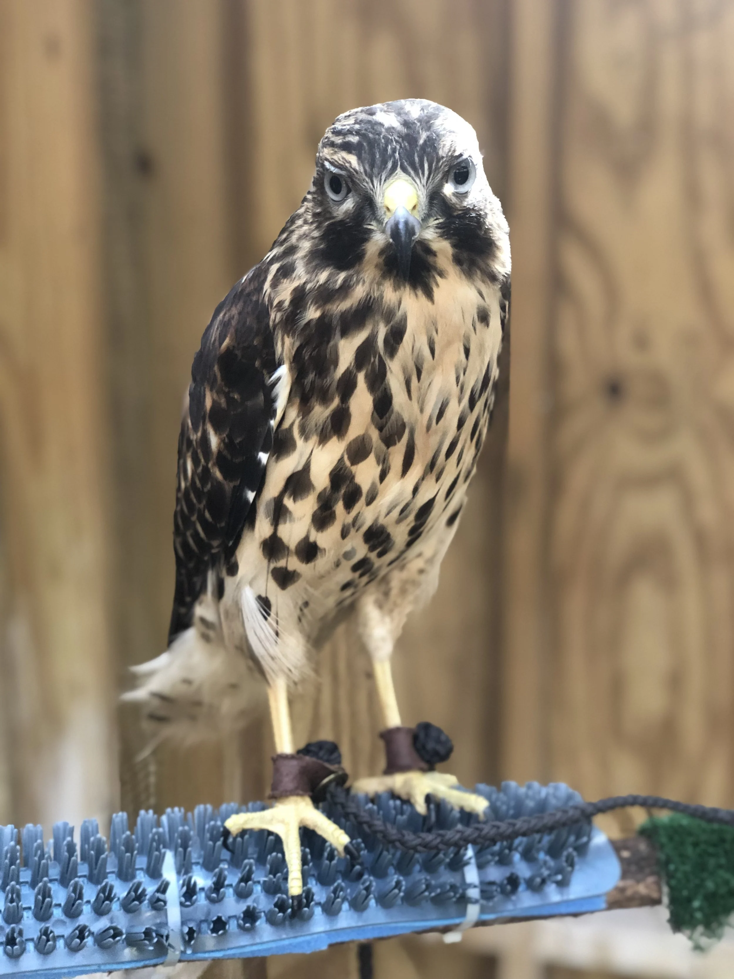 Adopt-An-Ambassador Program Raptors — Piedmont Wildlife Center