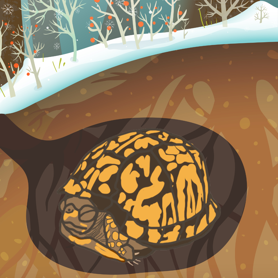 Triangle Turtle Trekkers — Piedmont Wildlife Center