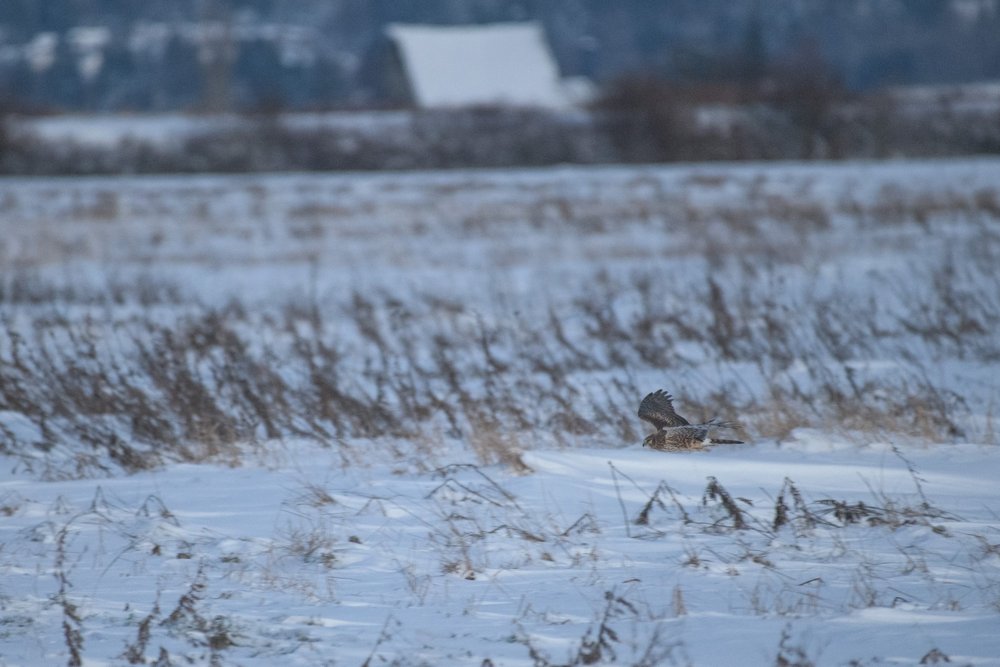 Samish Flats — Wildlife Nav