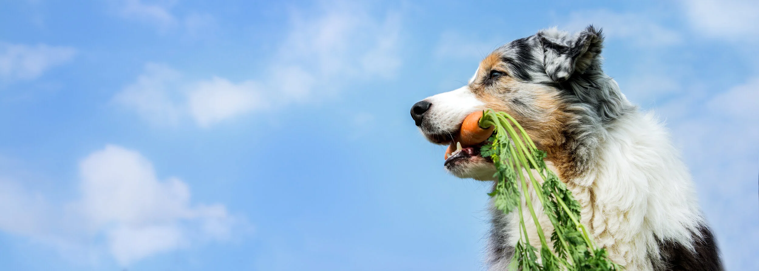 Animal Wellness Centers