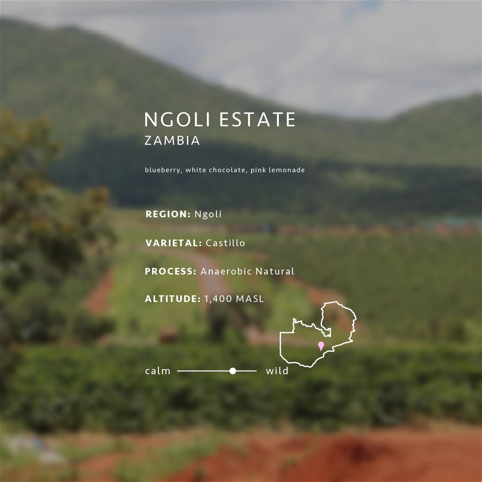 Mundos Roasting & Co.