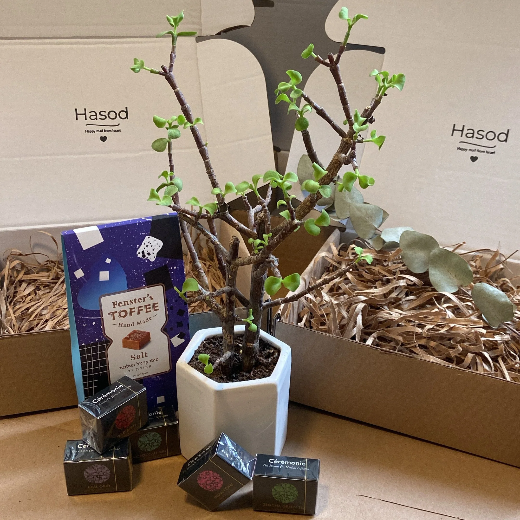 Hasod — Tu Bishvat 2023 Gift Ideas