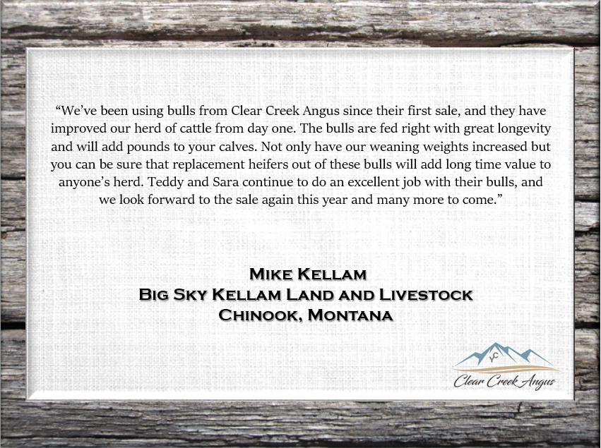 Clear Creek Angus