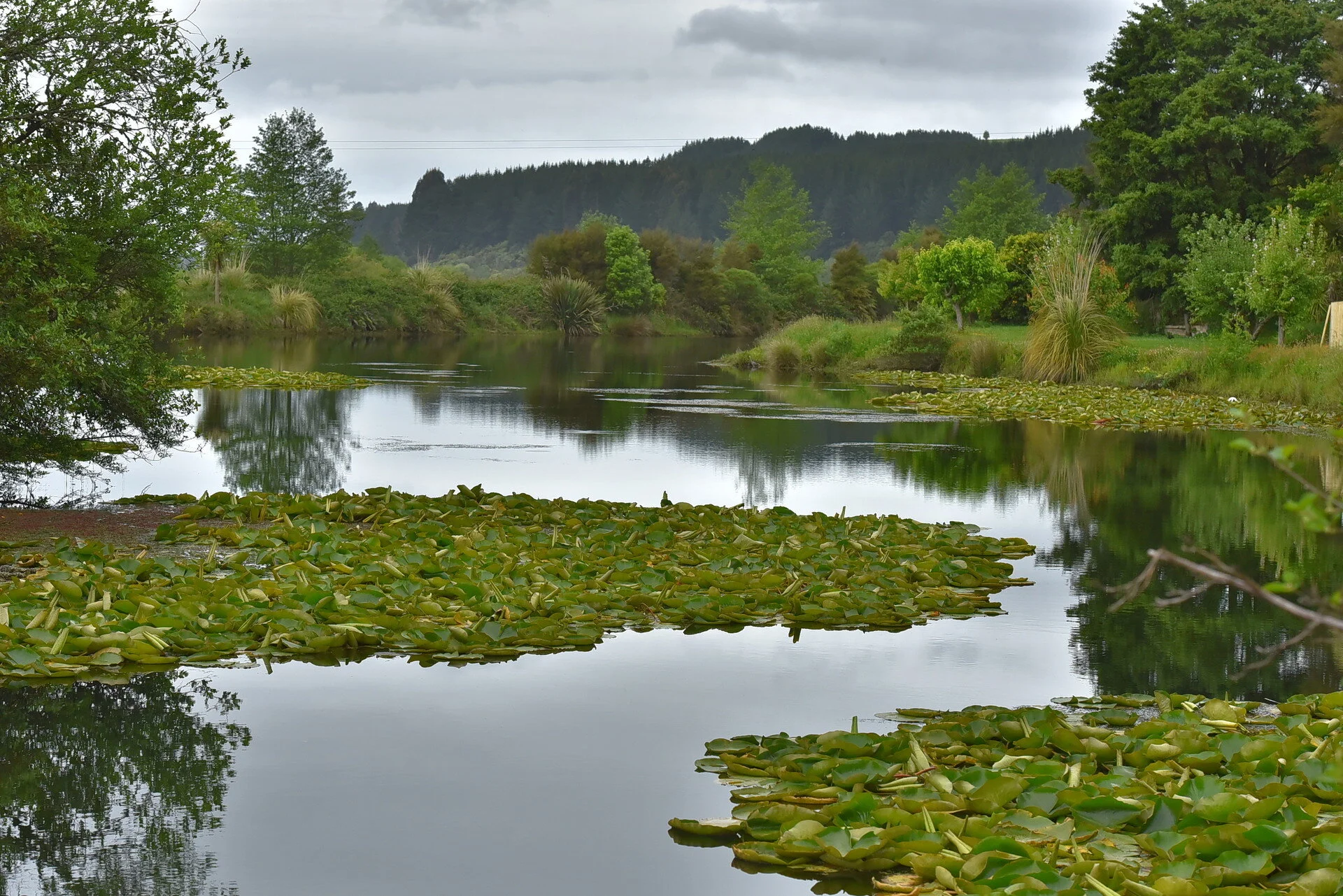 The Taniwha
