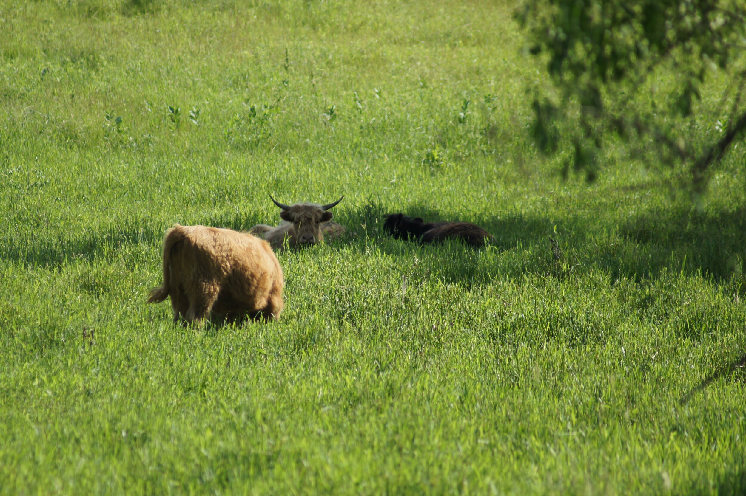 Gallery — KDE Farms