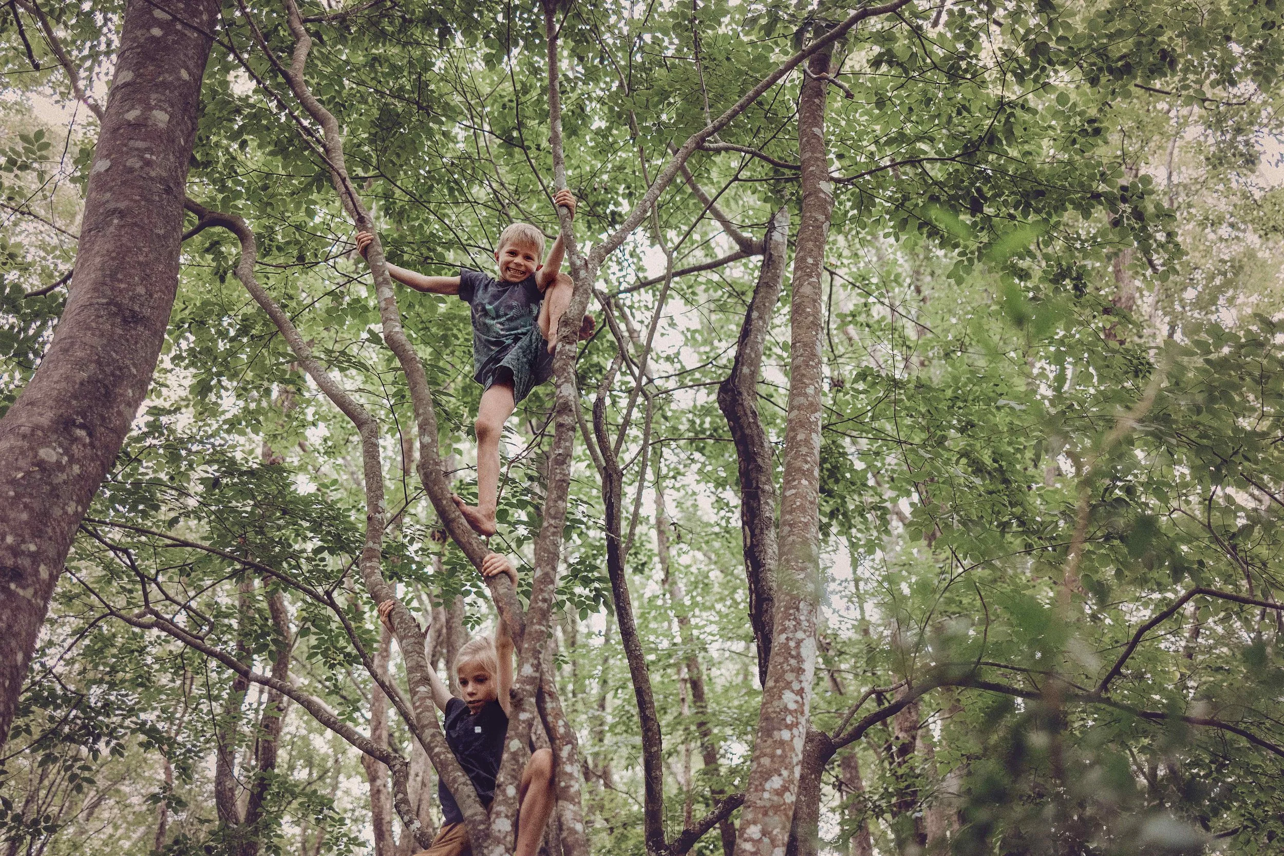 Your Complete Guide to Risky Play at Heights — Wildlings Forest School