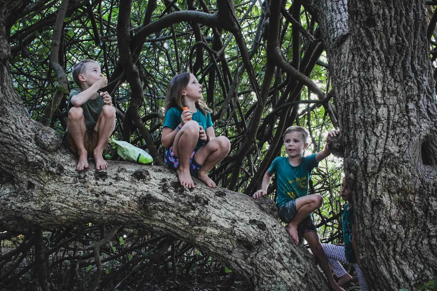 7 Best Tree Climbing Spots in Brisbane and Sunshine Coast — Wildlings ...