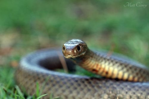 Snake Safety for Kids — Wildlings Forest School
