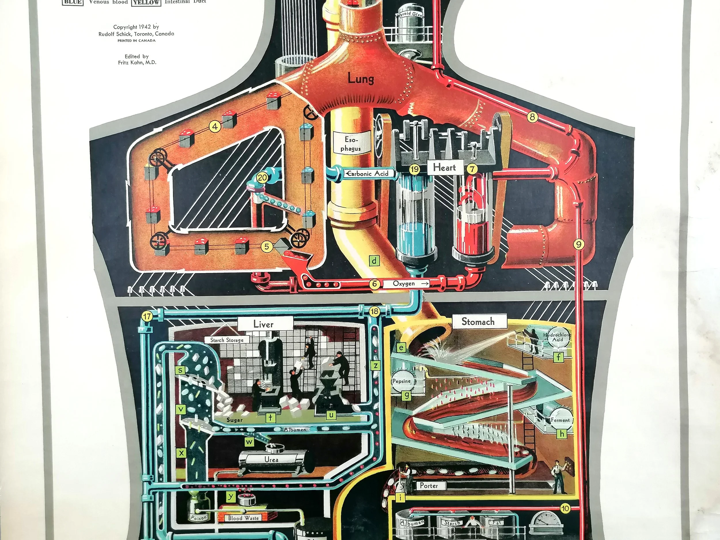 Fritz Khan's 'The Human Factory' Poster - English Edition (1942 ...