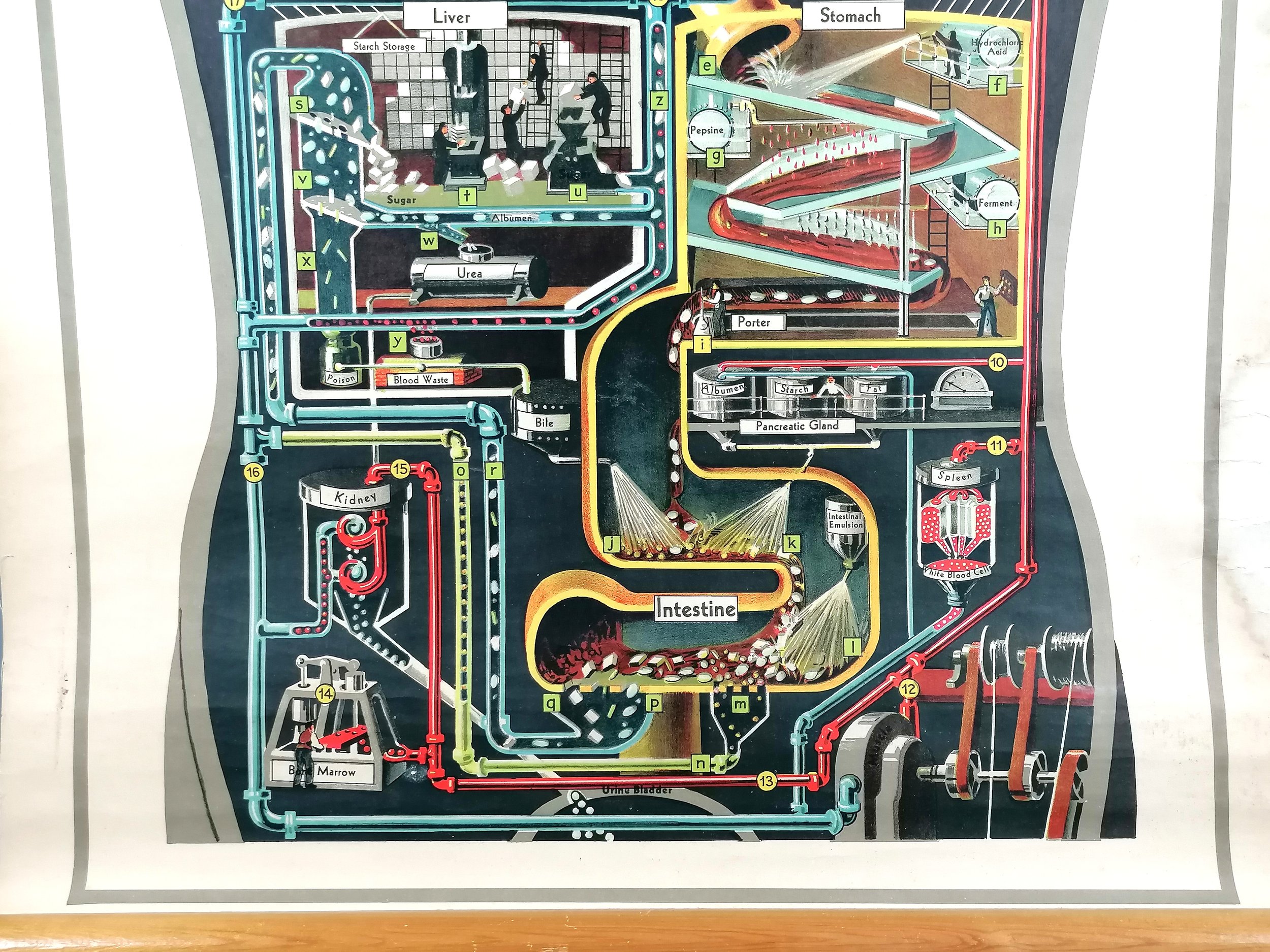 Fritz Khan's 'The Human Factory' Poster - English Edition (1942 ...