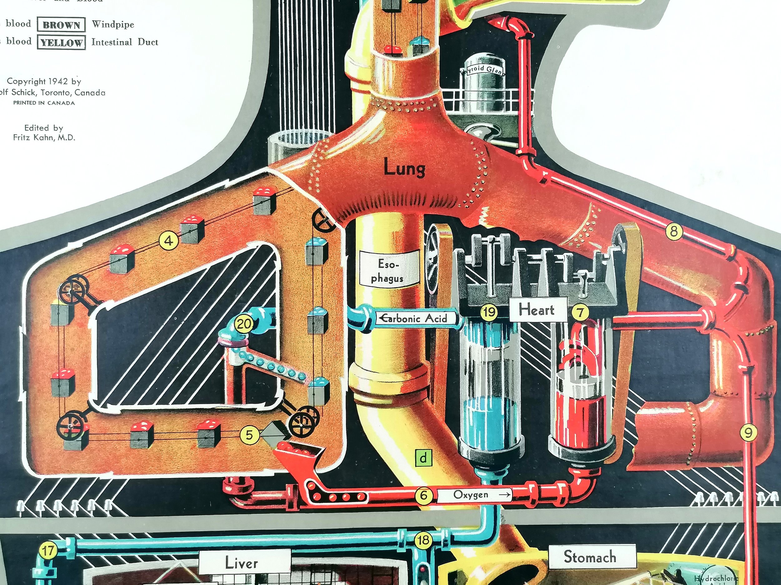 Fritz Khan's 'The Human Factory' Poster - English Edition (1942 ...