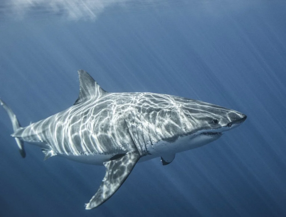 Statistical modelling reveals spatial, temporal, and environmental ...