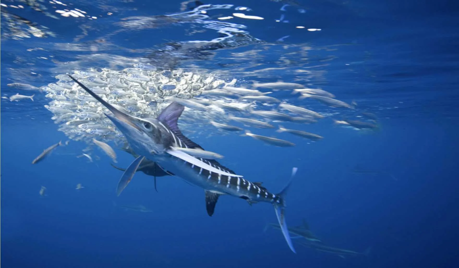 Proposal for Code of Conduct of striped marlin (Kajikia audax ...