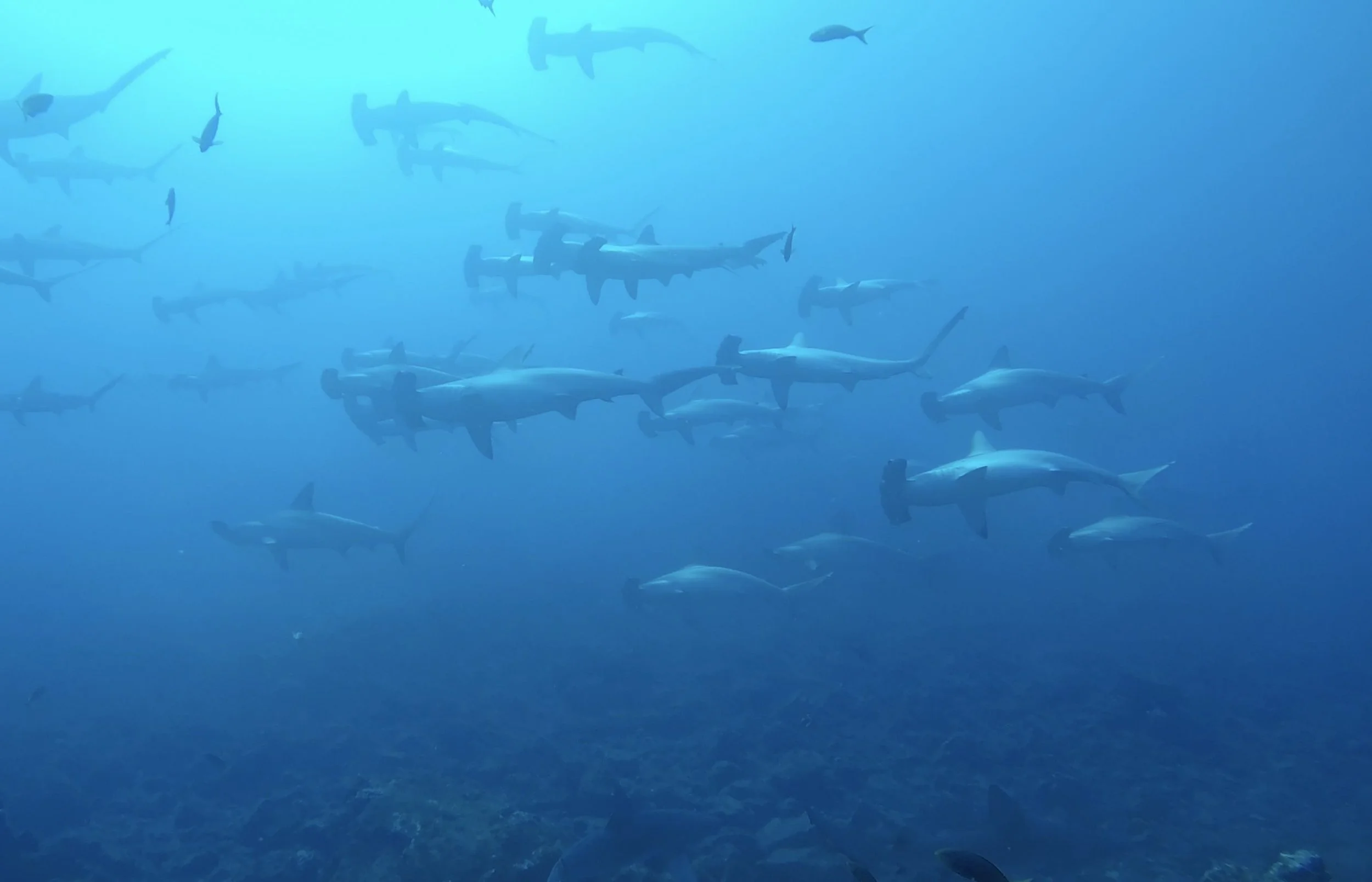 Shark ecotourism and conservation — Pelagios Kakunja