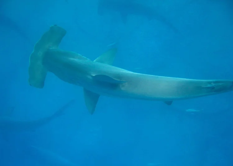 The selective drivers of allometry in sharks (Chondrichthyes ...