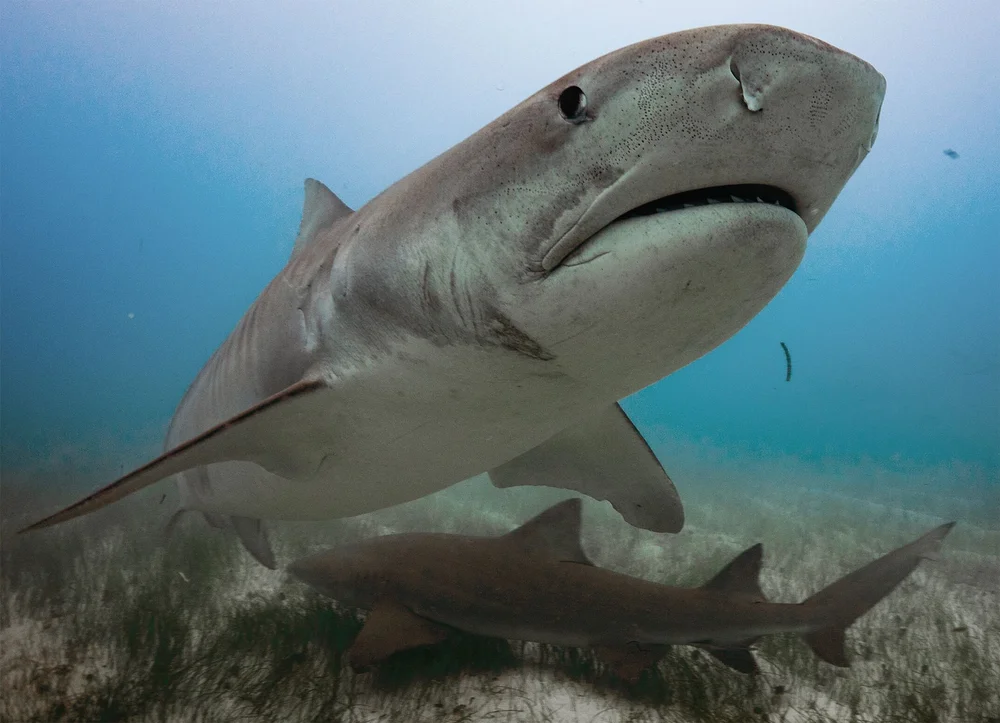 Ecological roles and importance of sharks in the Anthropocene Ocean ...