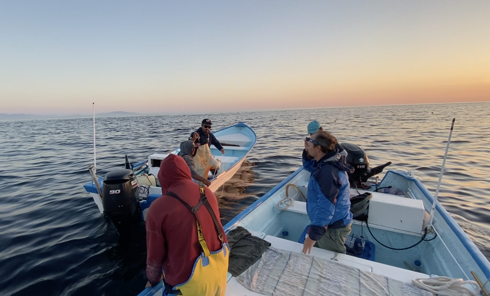 Shark ecotourism and conservation — Pelagios Kakunja