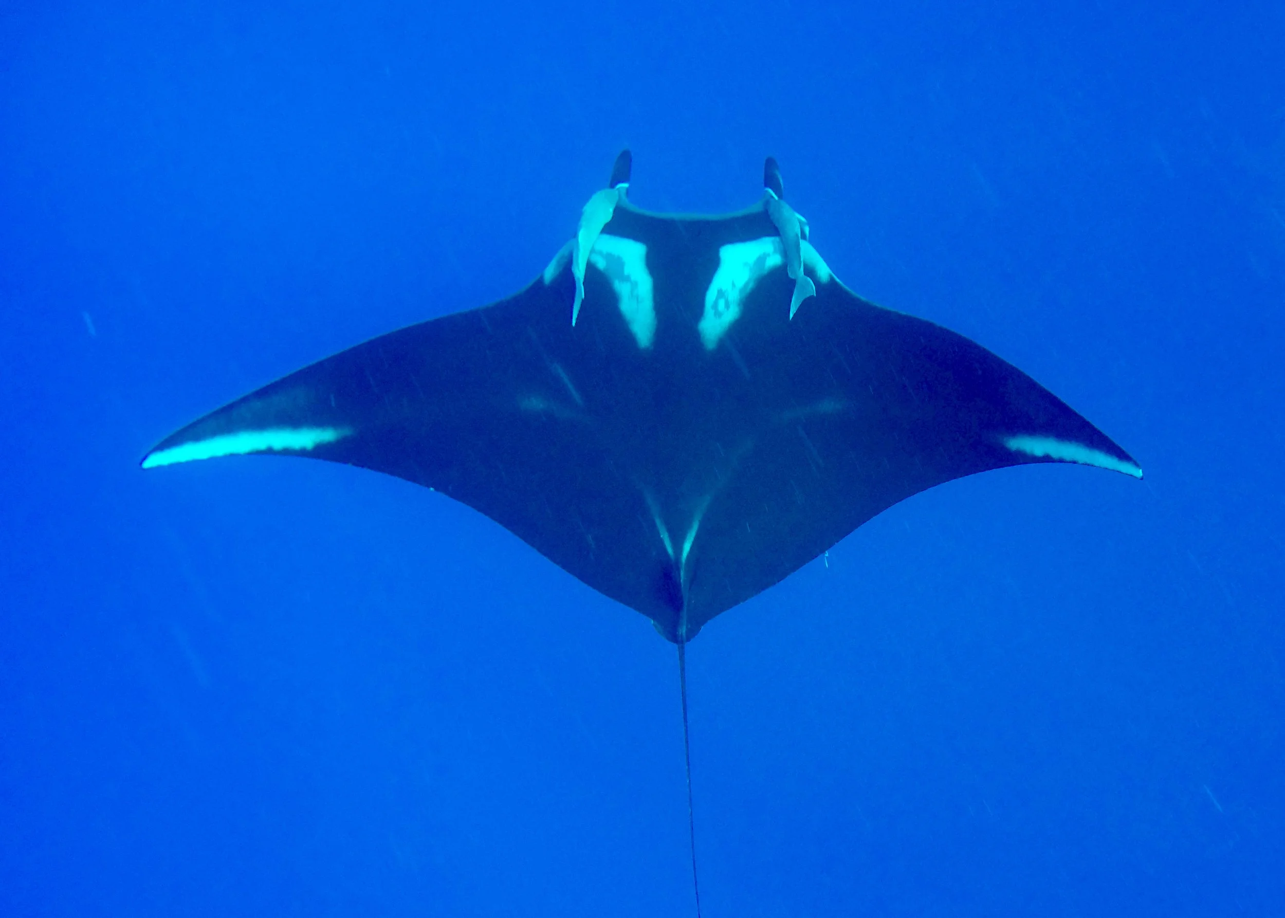 Occupancy of acoustically tagged oceanic manta rays, Mobula birostris ...