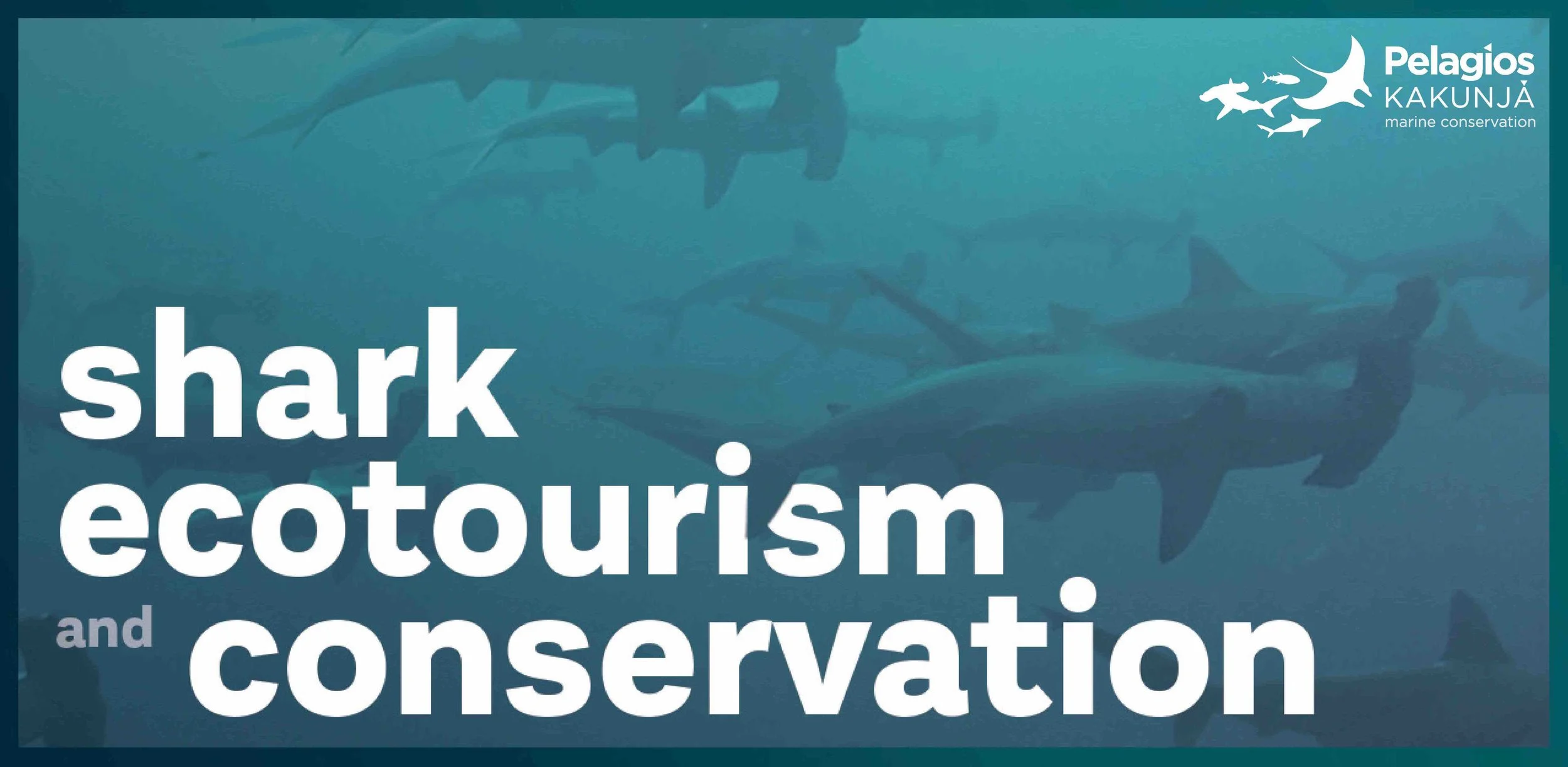 Shark ecotourism and conservation — Pelagios Kakunja