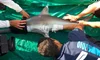 A review of tonic immobility as an adaptive behavior in sharks ...