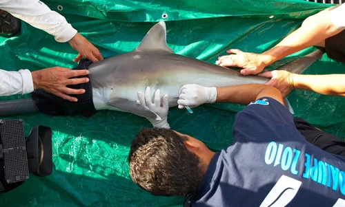 A review of tonic immobility as an adaptive behavior in sharks ...