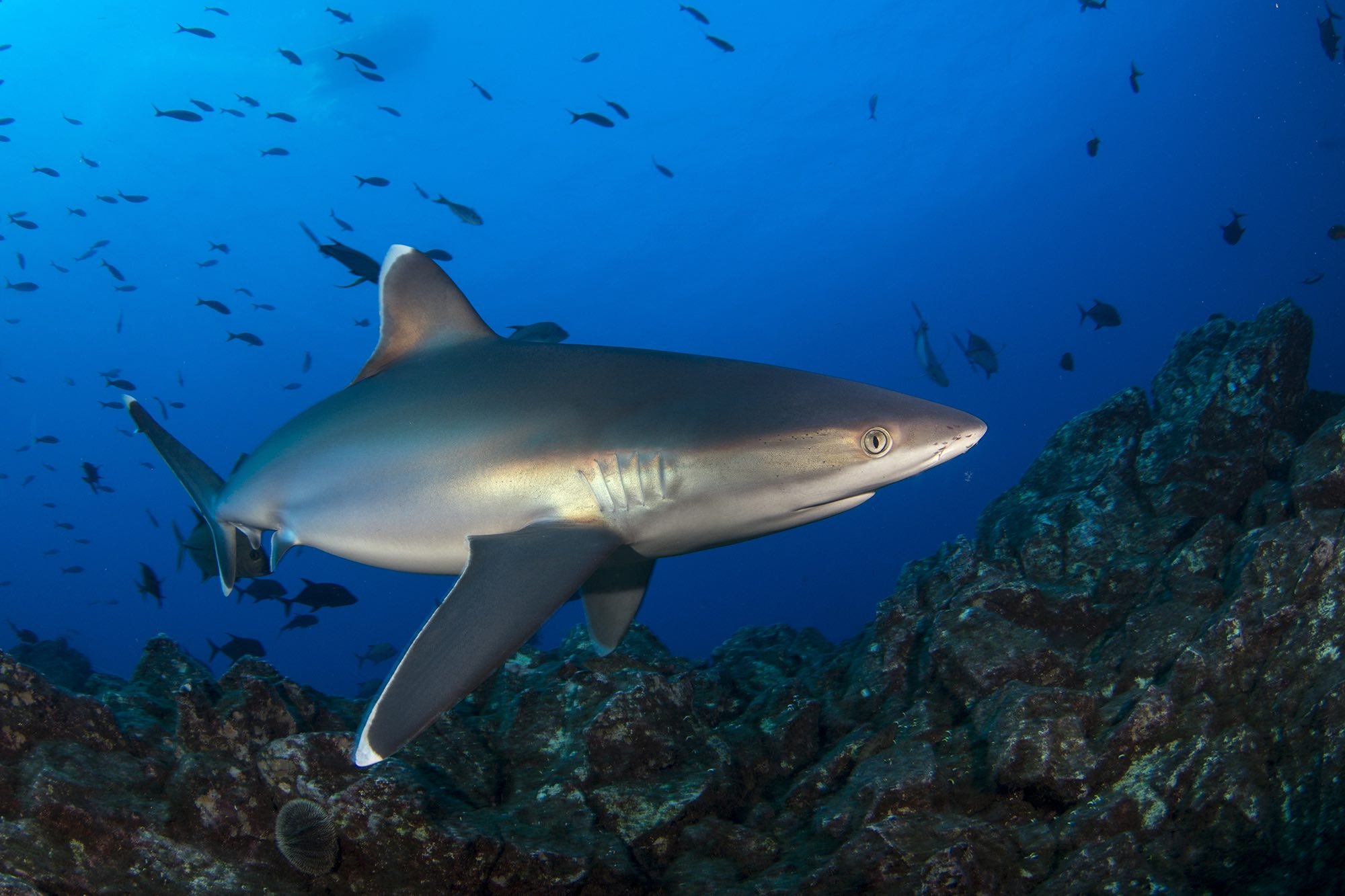 Movement patterns and residency of silvertip sharks (Carcharhinus ...