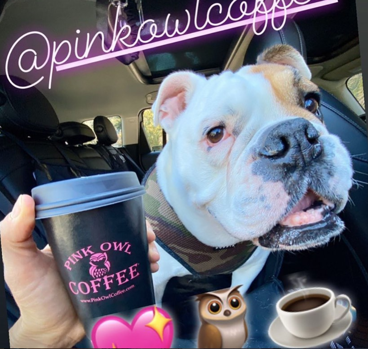 GALLERY — — PINK OWL COFFEE