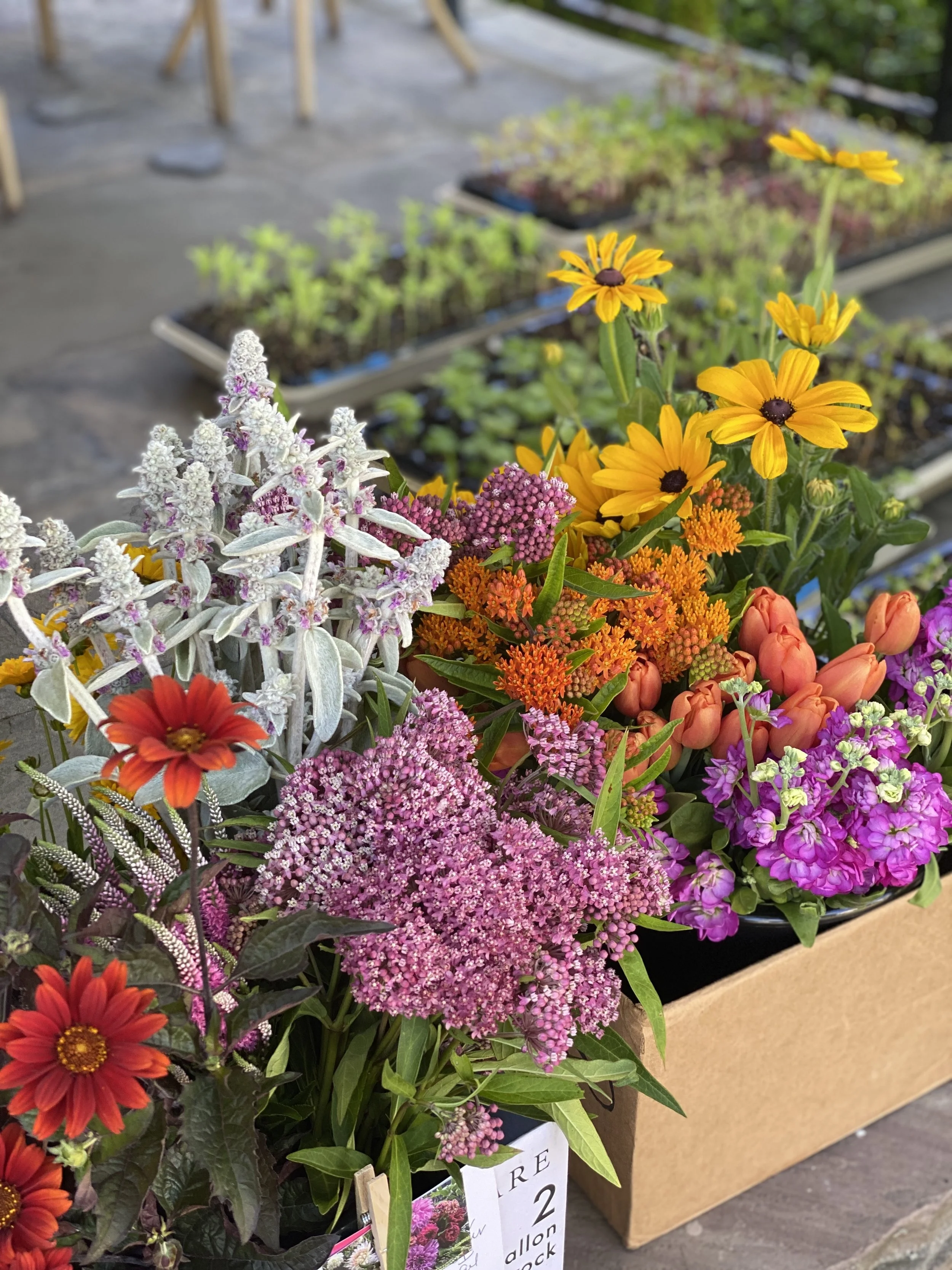 Bulk Flowers and Greenery in Buffalo, NY — Heirloom Soul Florals