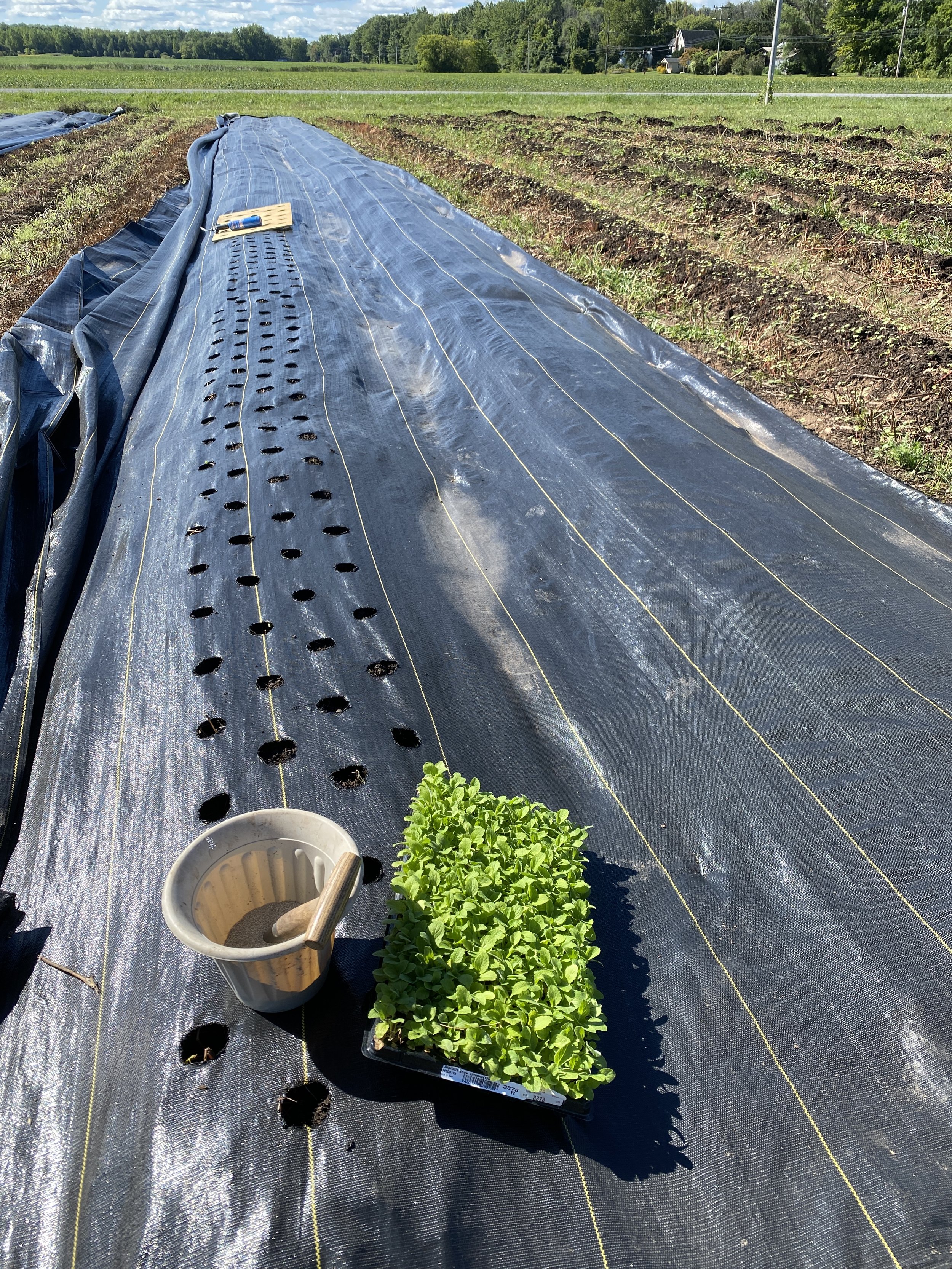 The Best Landscape Fabric for Killing Weeds — Heirloom Soul Florals