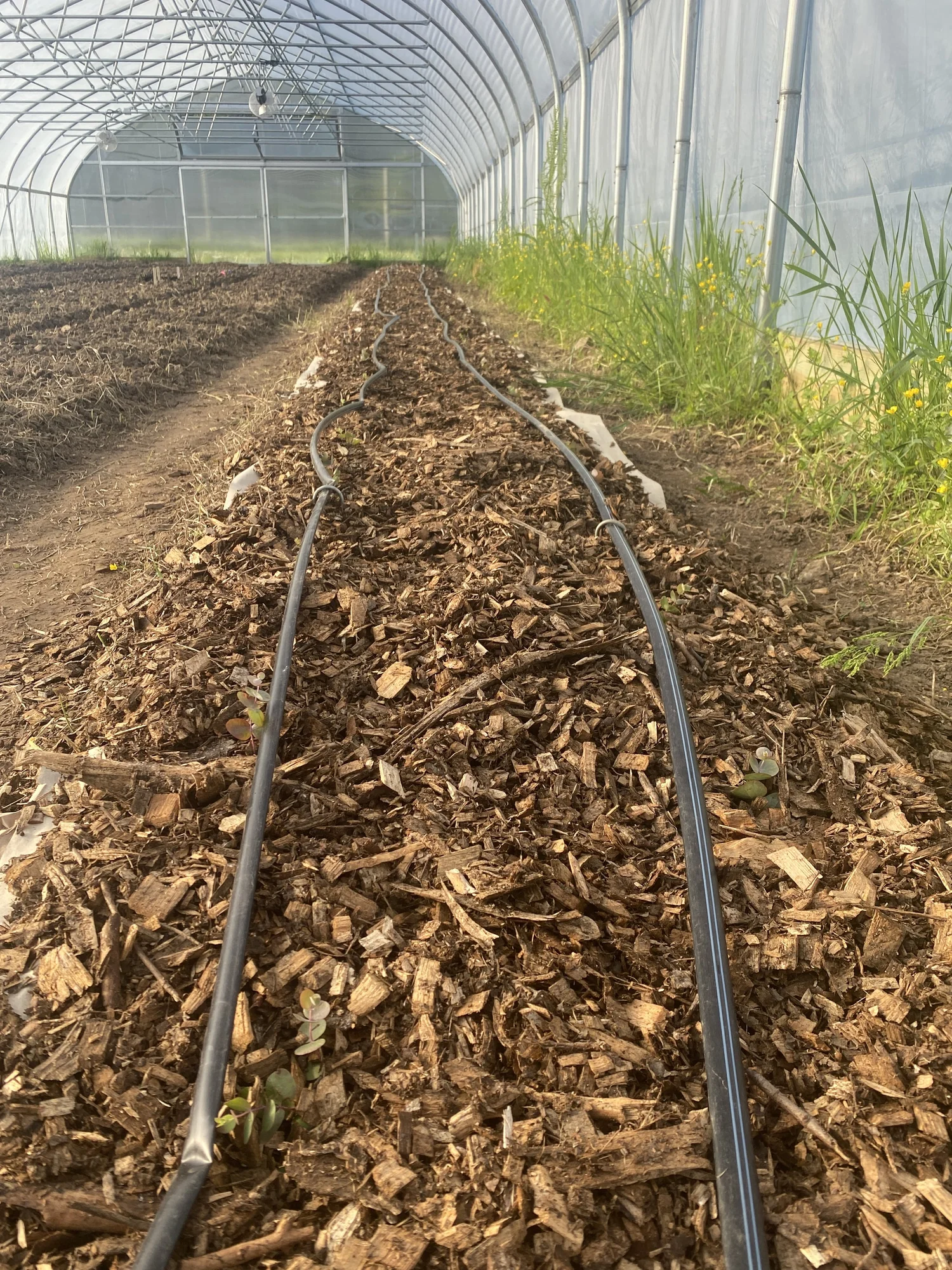 How to Use Paper Mulch to Suppress Weeds — Heirloom Soul Florals