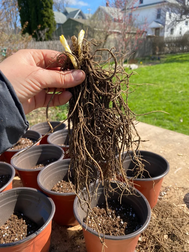 Potting Up Bare Root Perennials — Heirloom Soul Florals