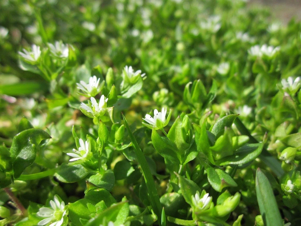 Foraging My Yard: Early Spring in WNY — Heirloom Soul Florals