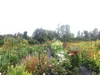 Growing Branching Sunflowers vs Single Stem Sunflowers - The Case for ...