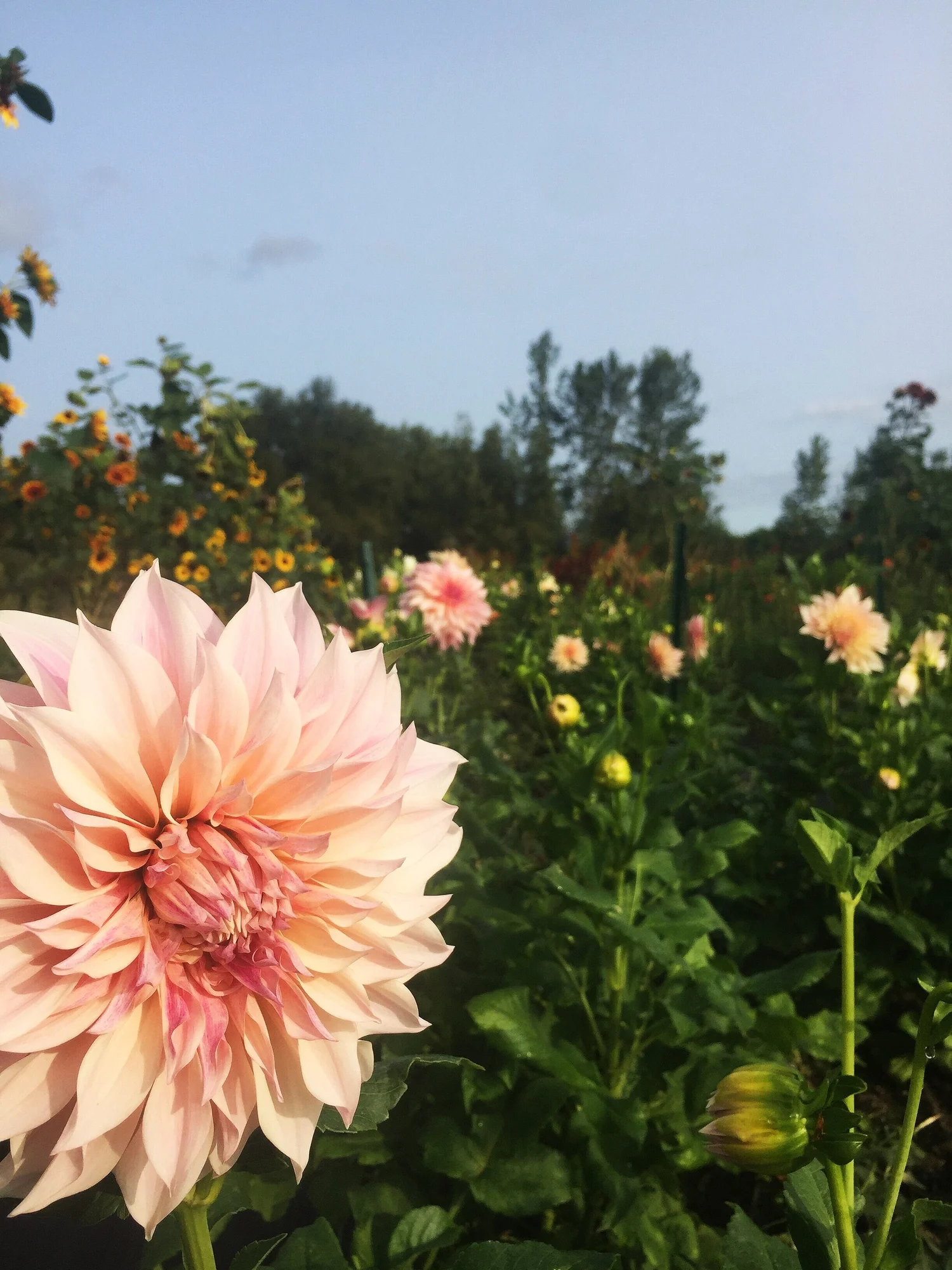 Growing Branching Sunflowers vs Single Stem Sunflowers - The Case for ...