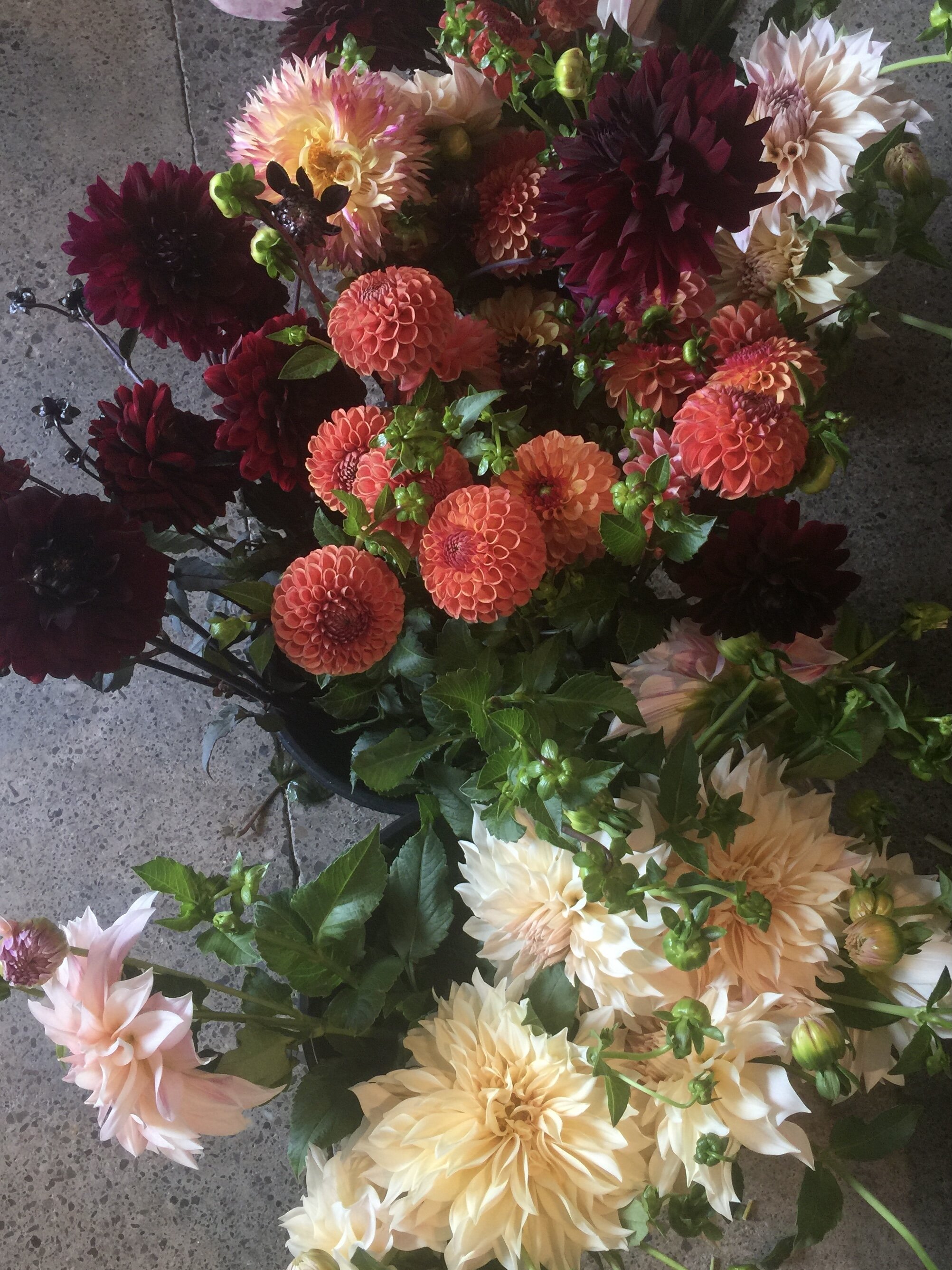 Buy Bulk Flowers in Buffalo, NY