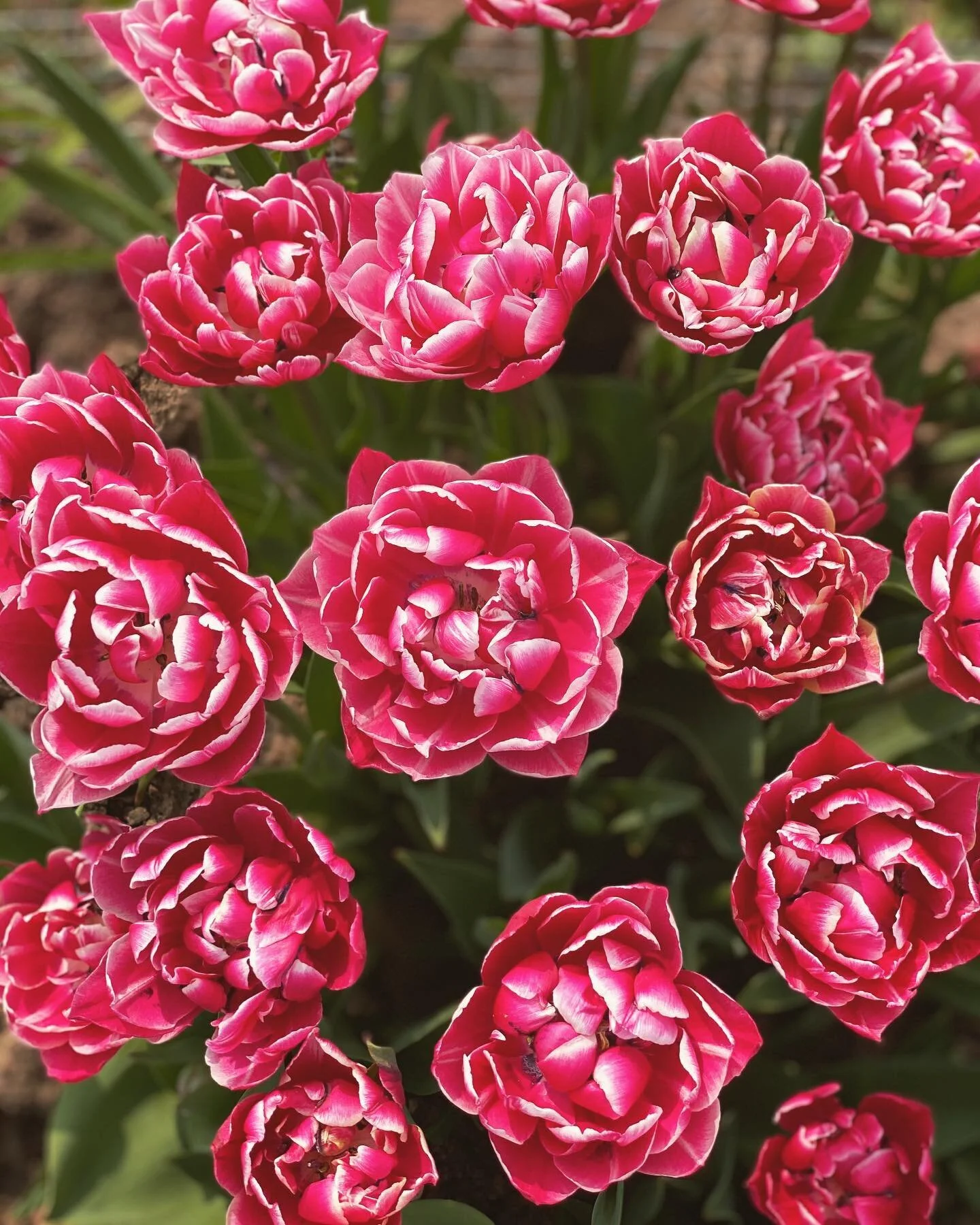 Regenerative IPM on the Flower Farm — Heirloom Soul Florals
