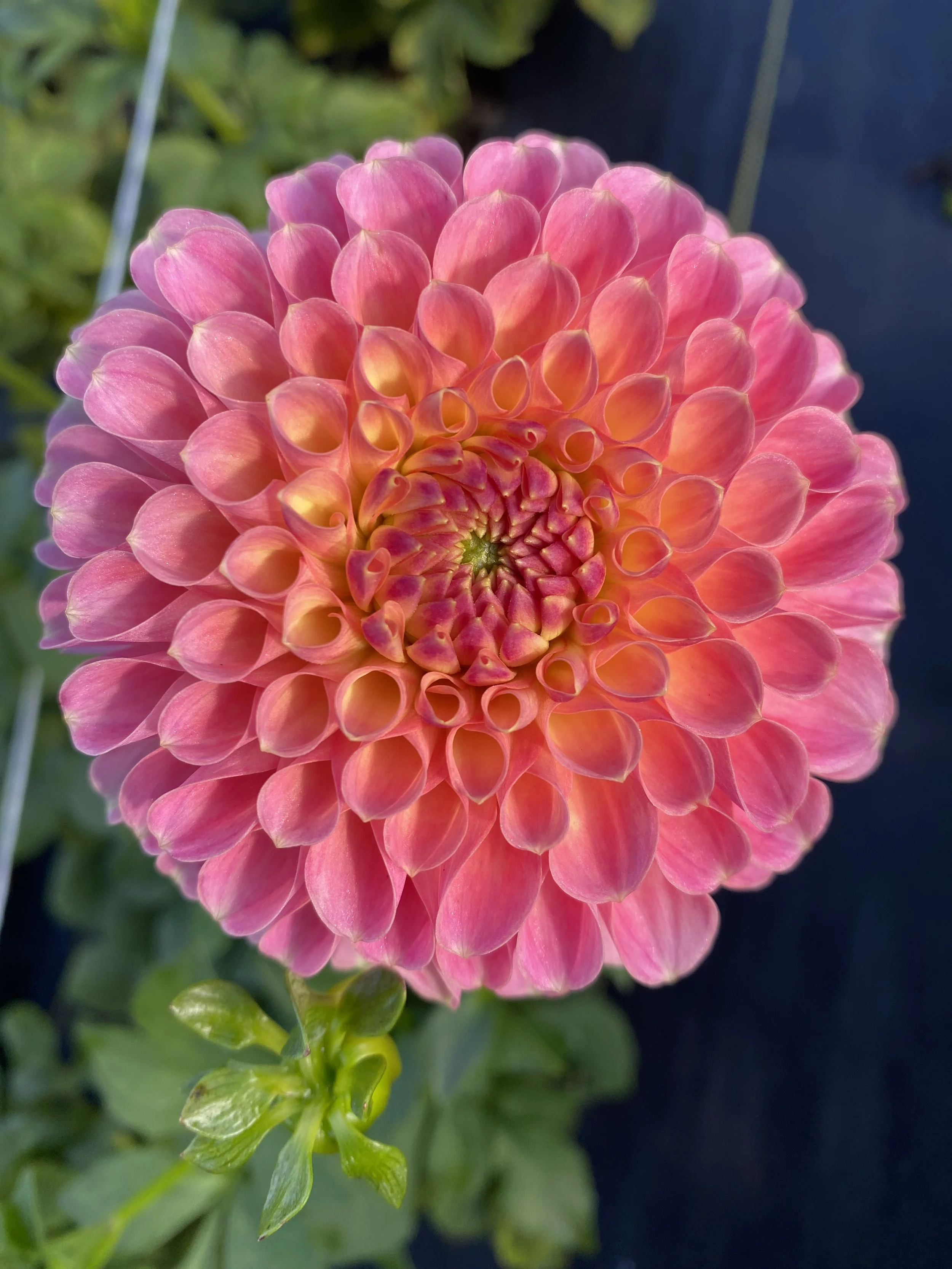 Linda's Baby Dahlia Tubers for Sale — Heirloom Soul Florals