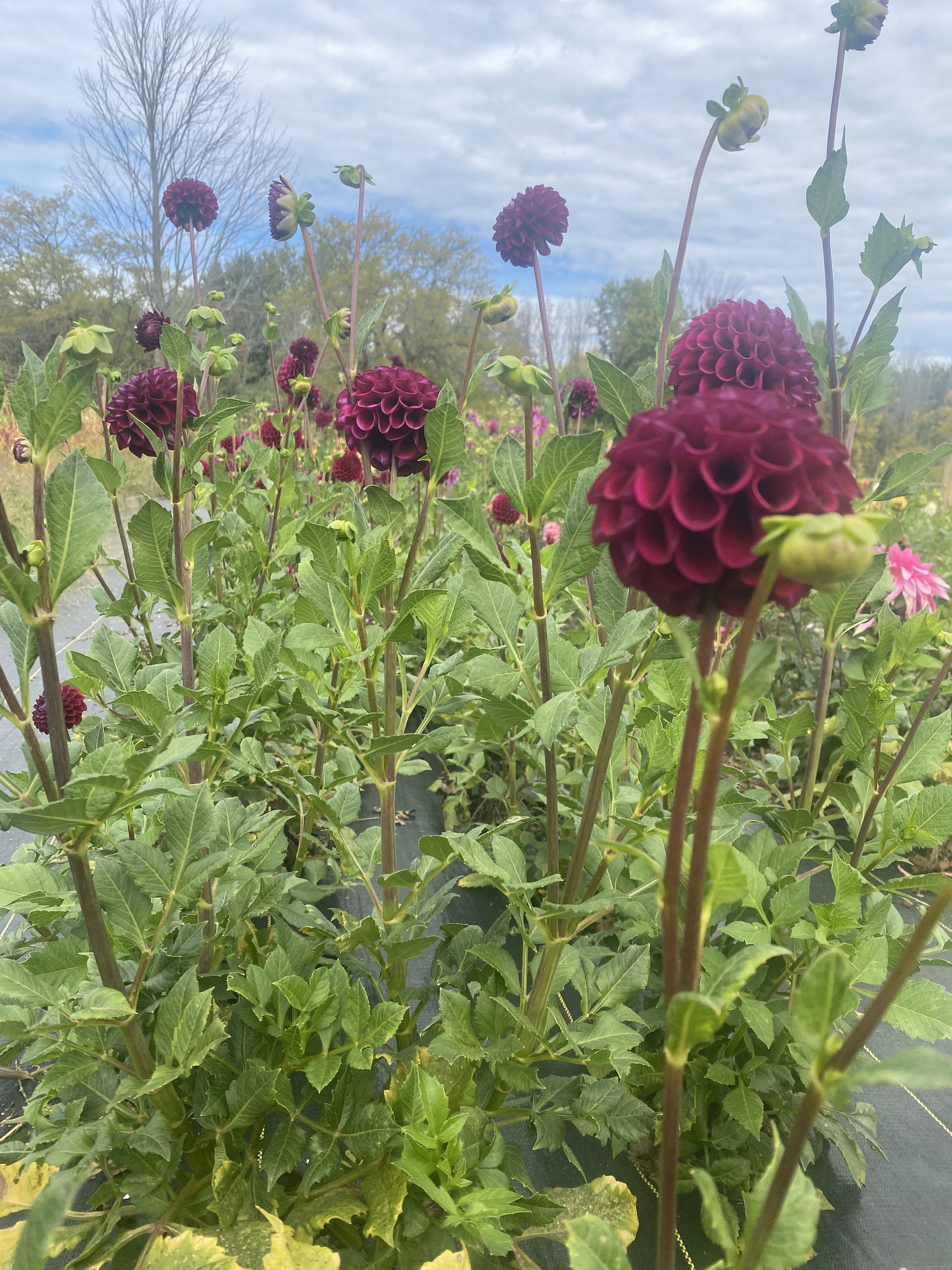 Ivanetti Dahlia Tubers For Sale Heirloom Soul Florals