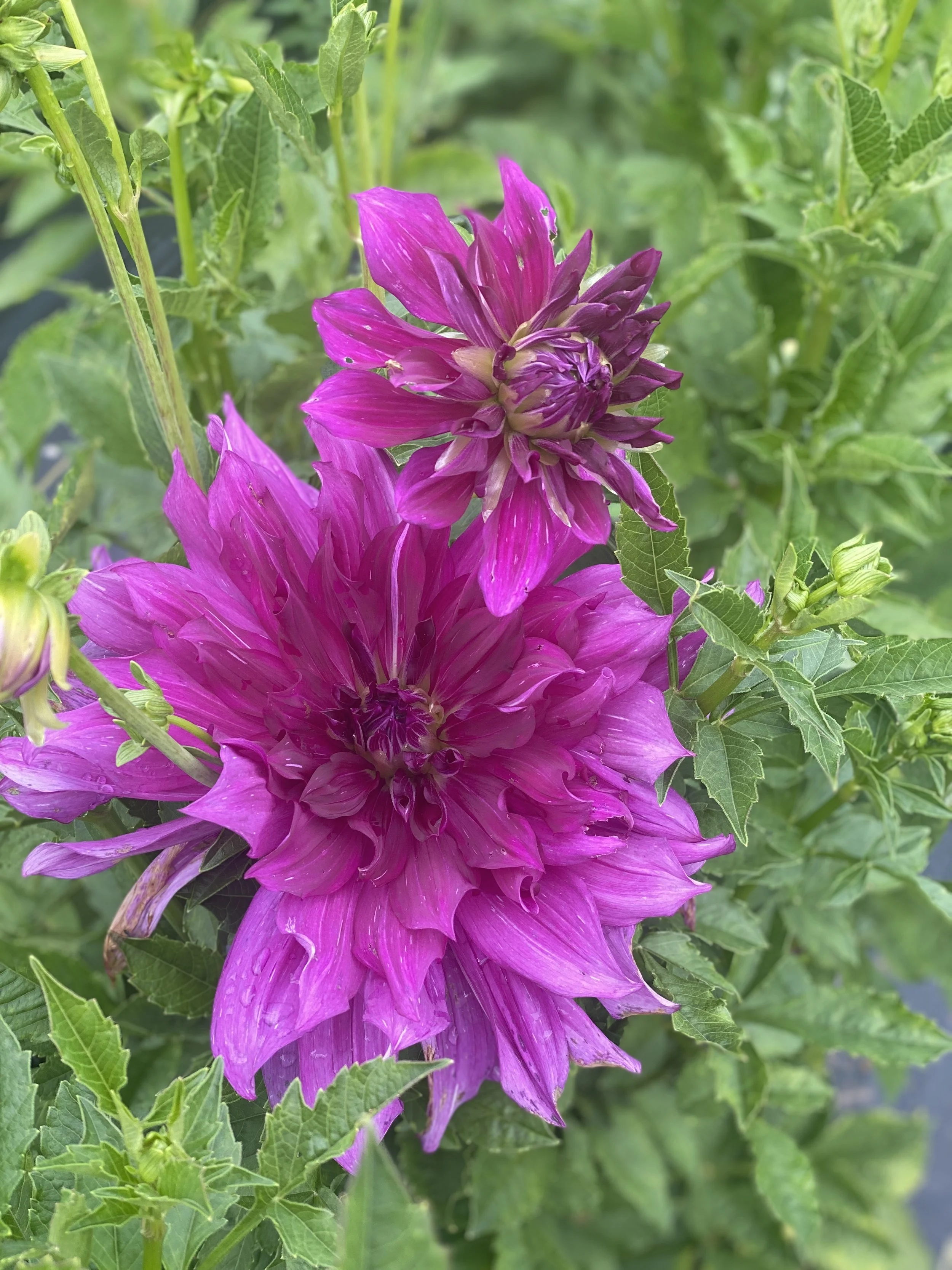 Cornel Bronze Dahlia Tubers for Sale — Heirloom Soul Florals