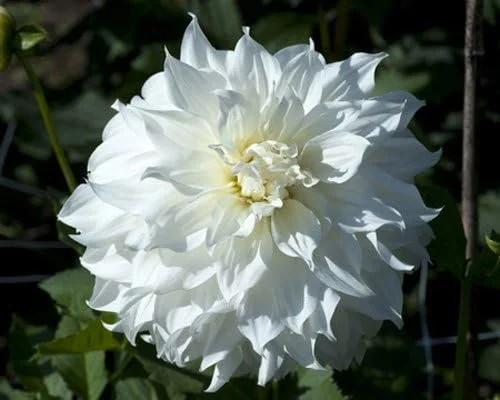 Cornel Bronze Dahlia Tubers for Sale — Heirloom Soul Florals