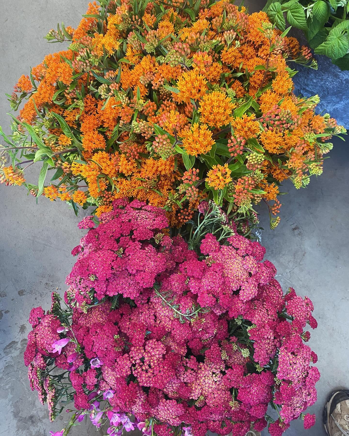 How No-Till Brought Life to my Flower Farm — Heirloom Soul Florals