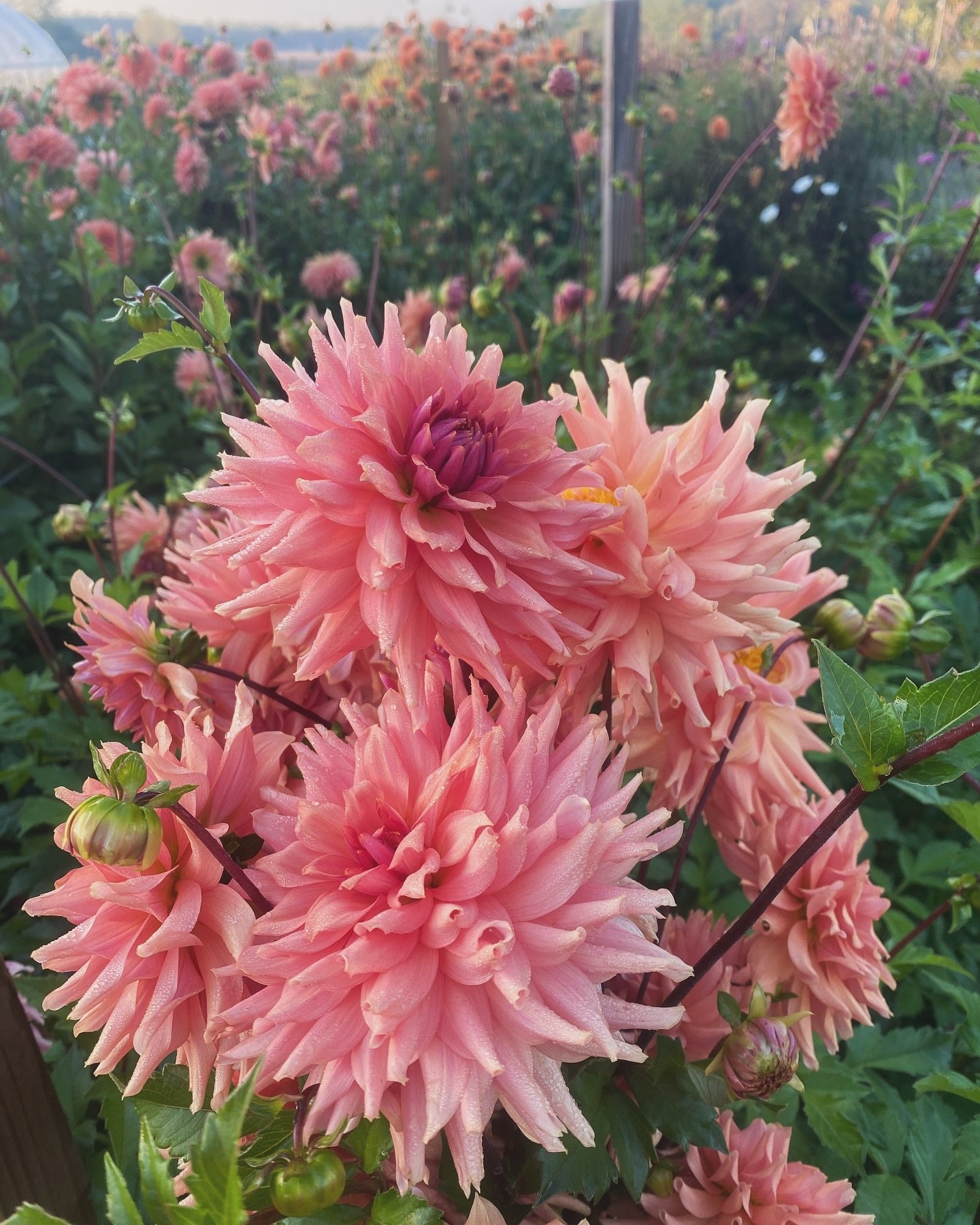 FREE Stem Count Guide for DIY Weddings — Heirloom Soul Florals