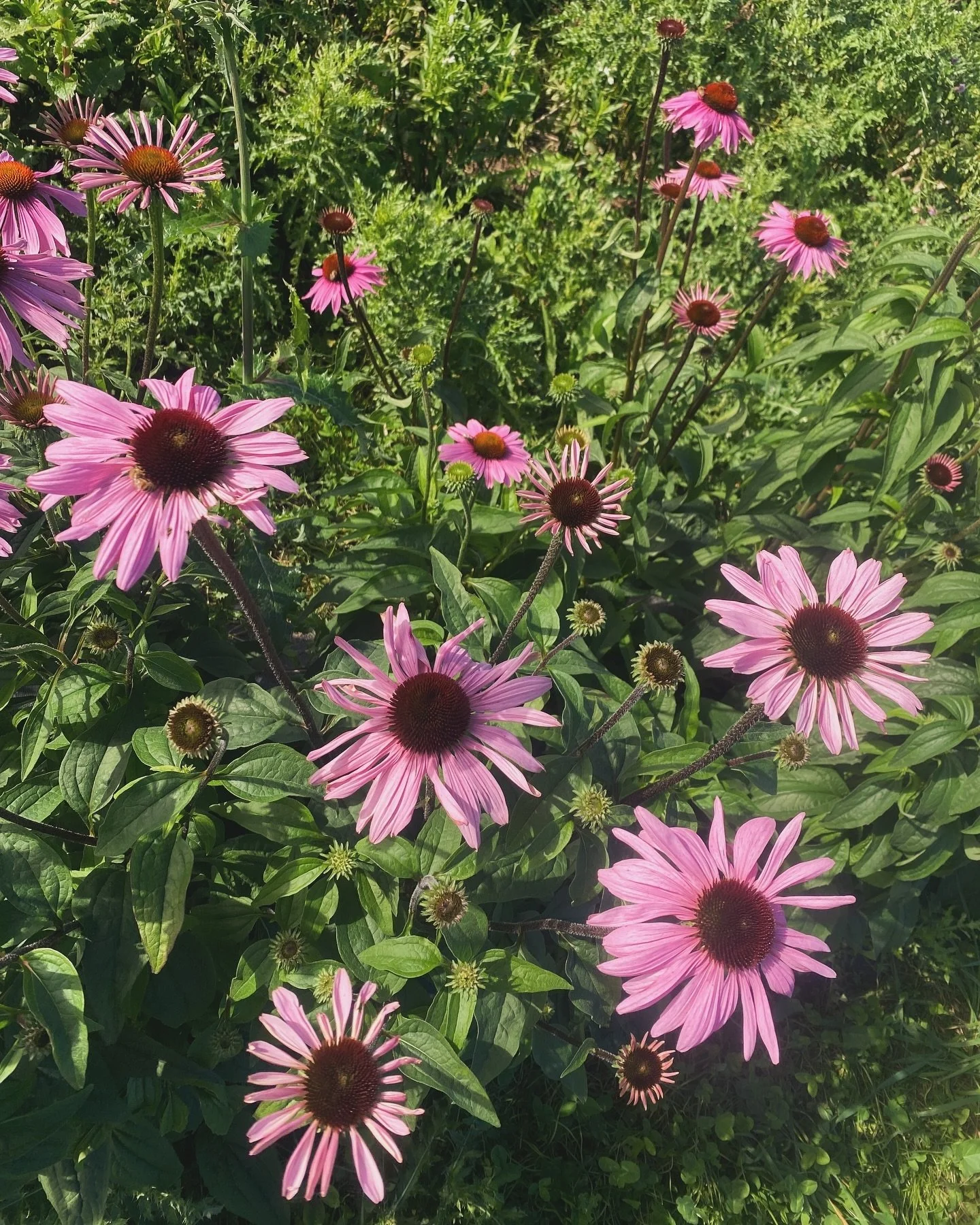 The Best Landscape Fabric for Killing Weeds — Heirloom Soul Florals