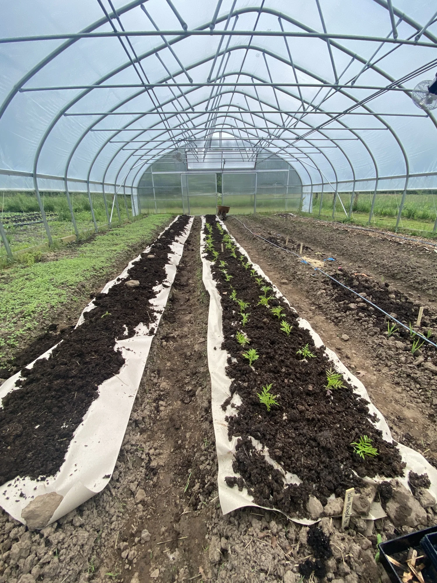 How to Use Paper Mulch to Suppress Weeds — Heirloom Soul Florals
