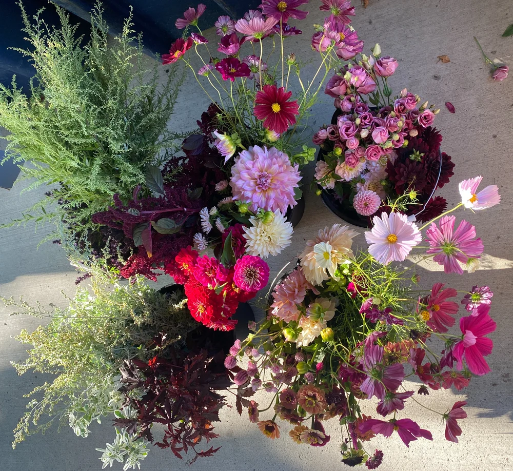 Buy Bulk Flowers in Buffalo, NY