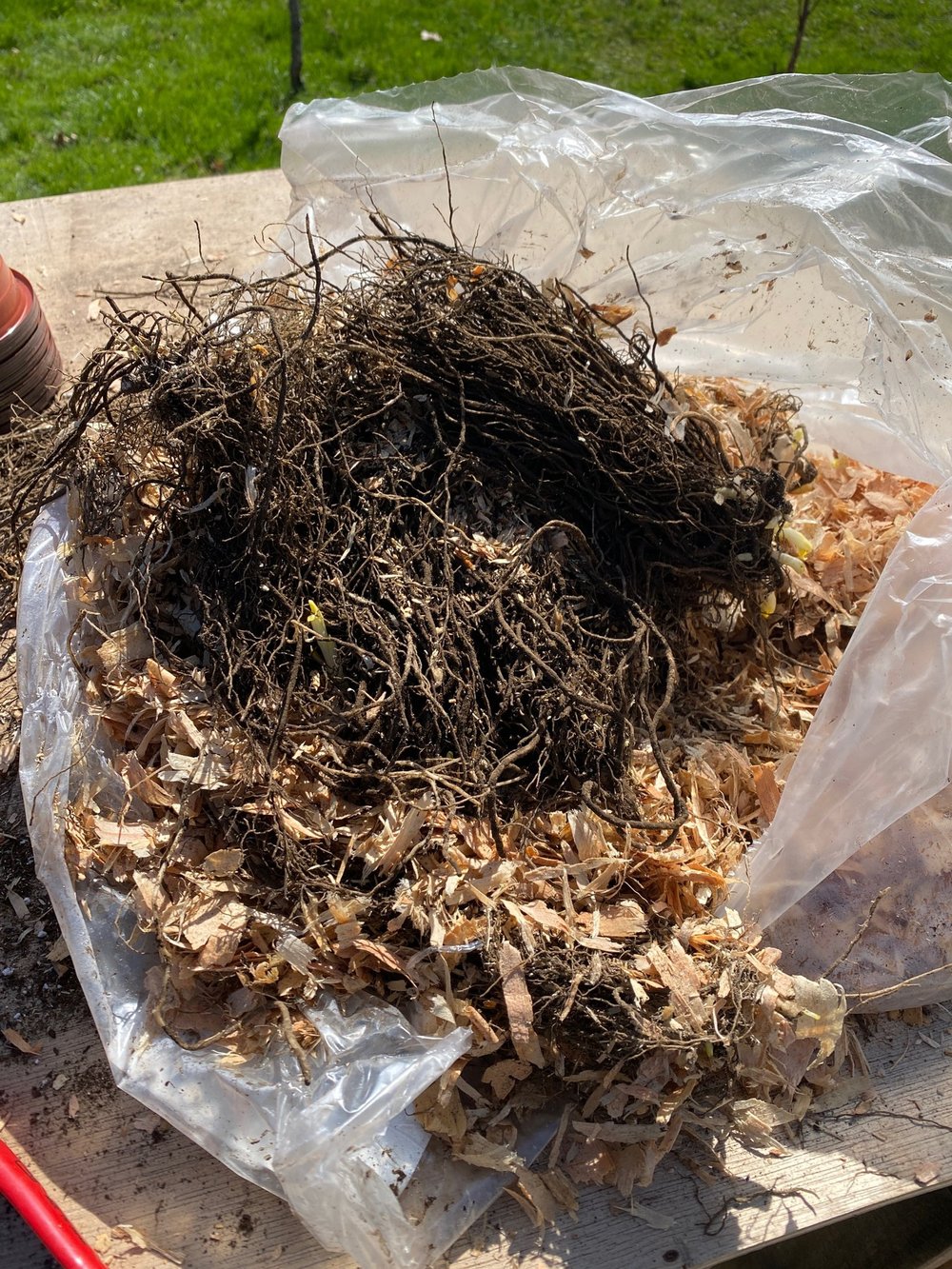 Potting Up Bare Root Perennials — Heirloom Soul Florals