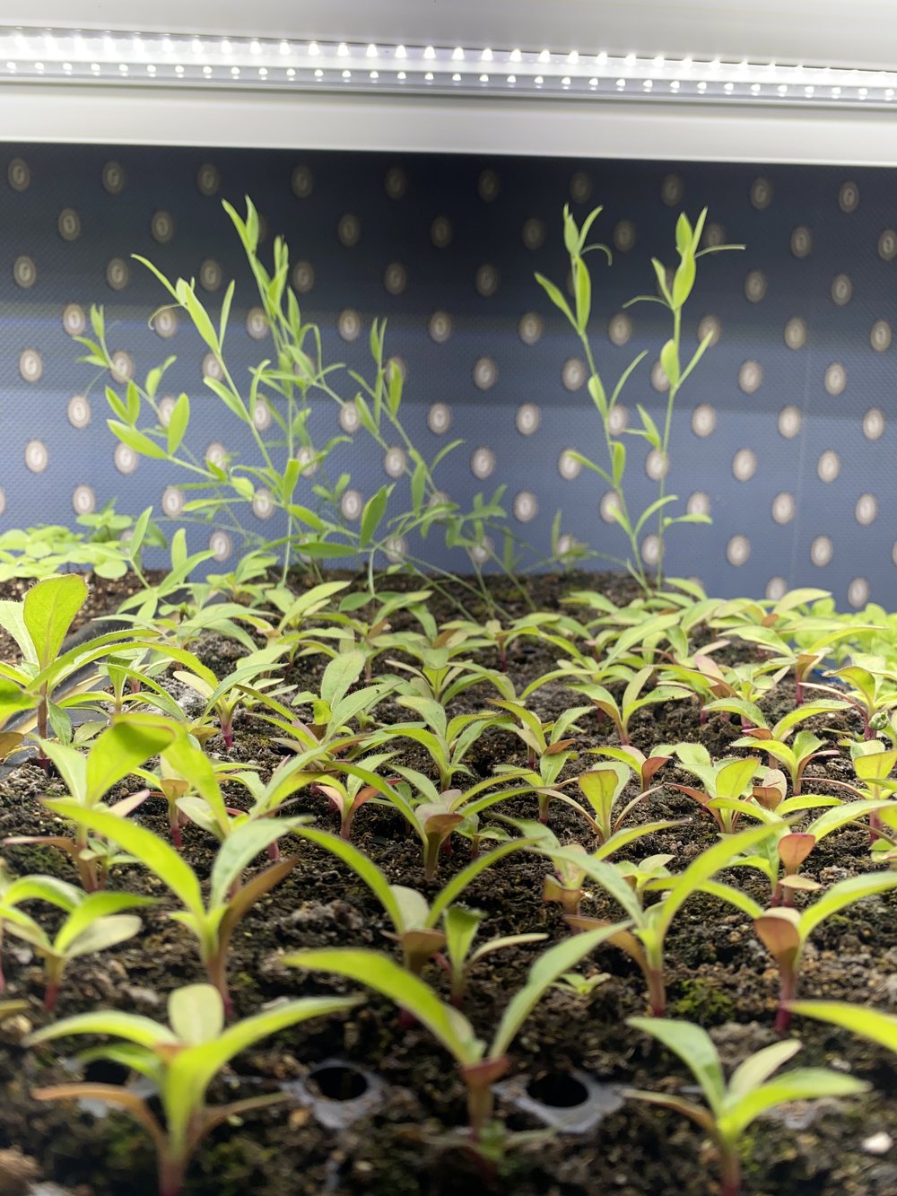 How to DIY a Seed Starting Setup — Heirloom Soul Florals