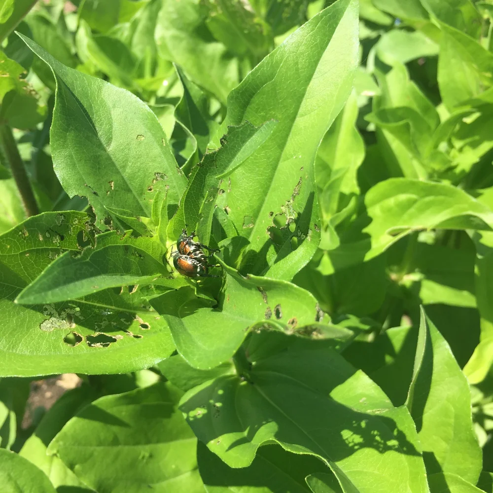How to Naturally Control Japanese Beetles — Heirloom Soul Florals